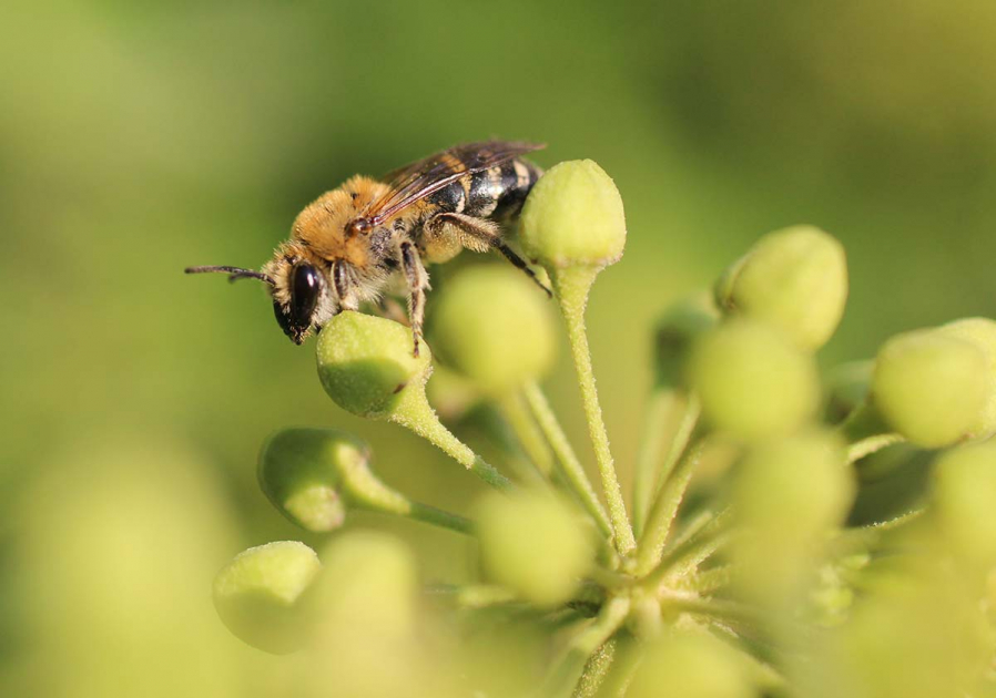 Les pollinisateurs, c'est quoi ? | Parc Naturel de la Haute Vallée de ...