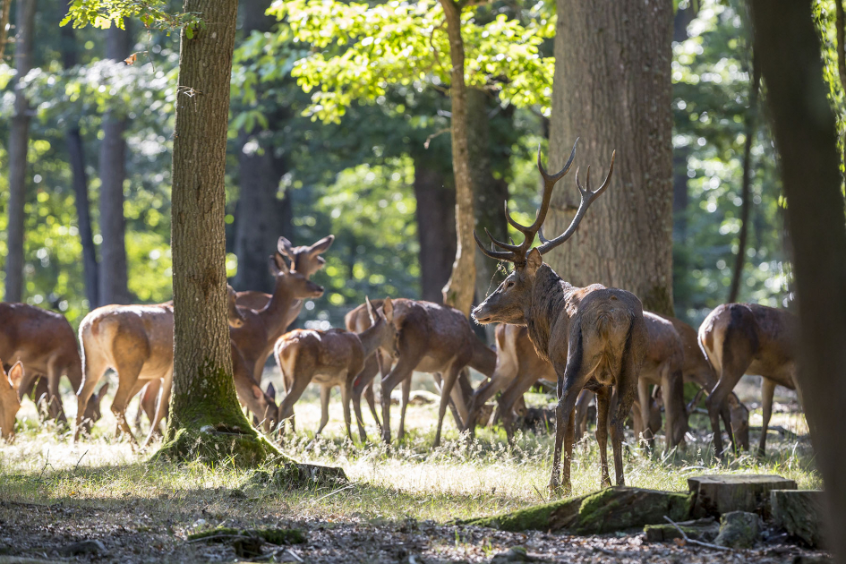 Espace Rambouillet | Parc Naturel de la Haute Vallée de Chevreuse