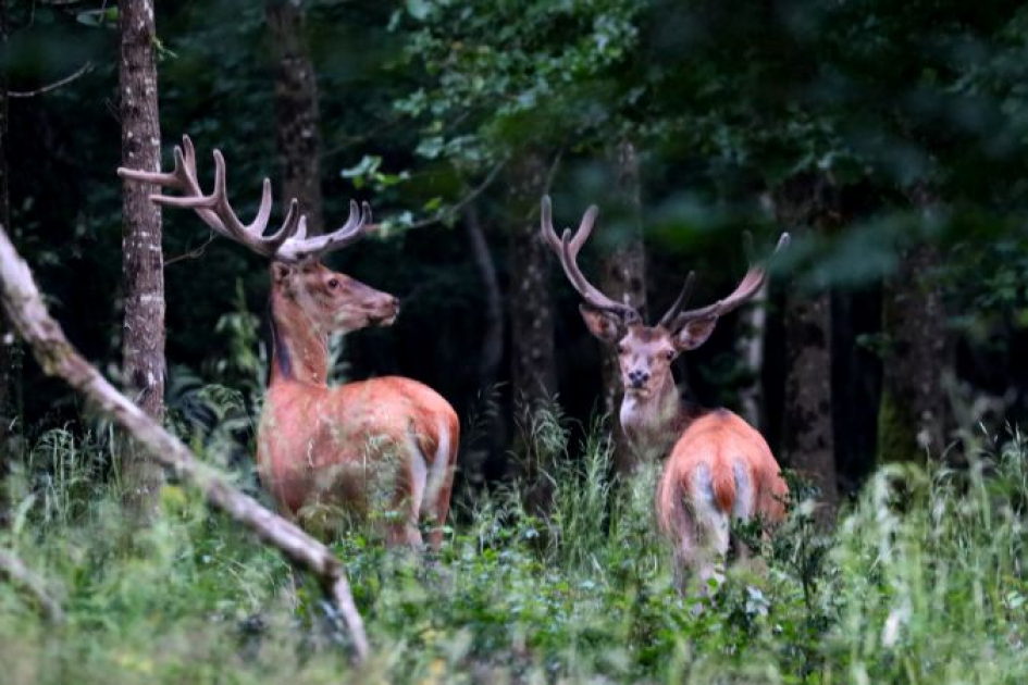 Brame du cerf | Parc Naturel de la Haute Vallée de Chevreuse