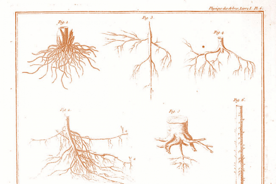 Les racines en automne, dans les bois | Parc Naturel de la Haute Vallée ...