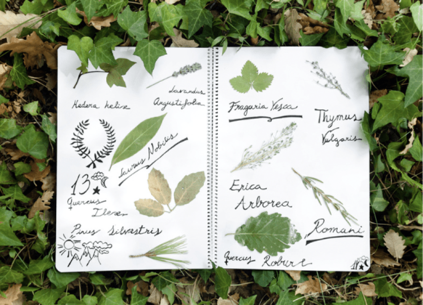 L'herbier de mon enfance | Parc Naturel de la Haute Vallée de Chevreuse