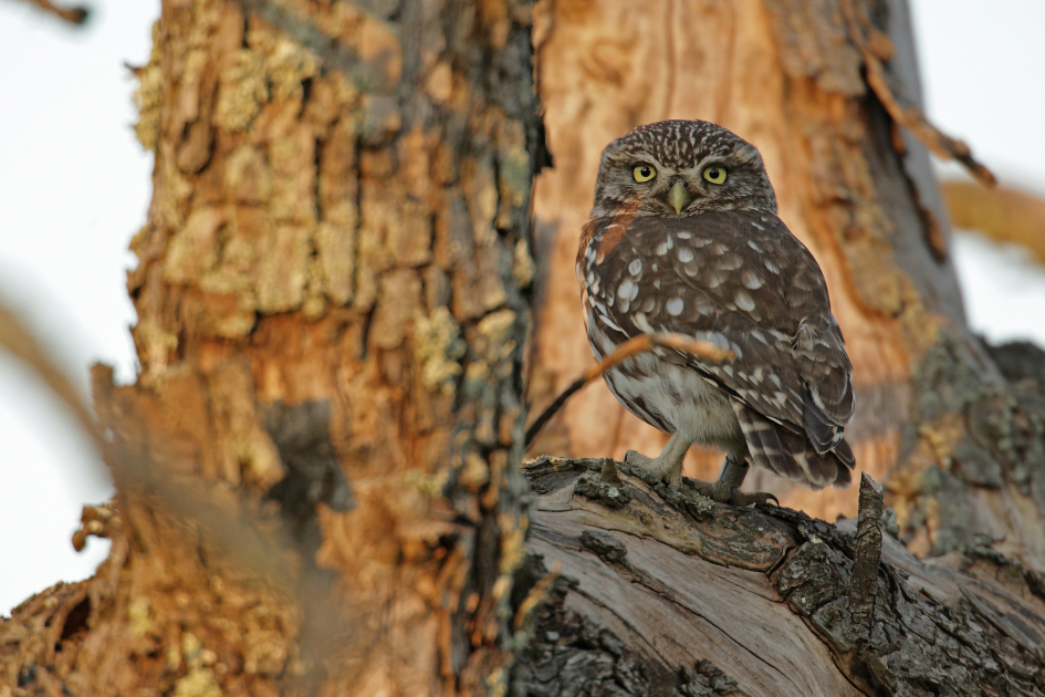 Le programme de conservation de la Chevêche d’Athena | Parc Naturel de ...