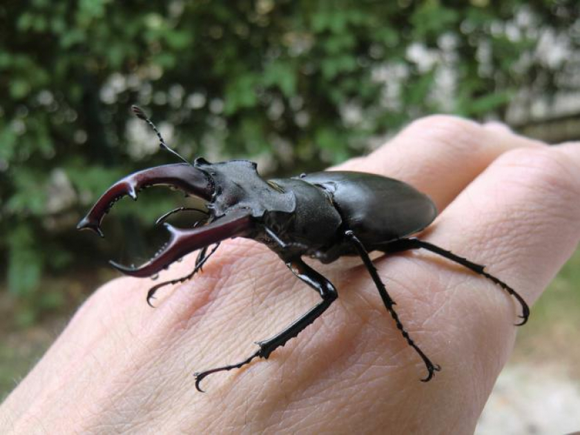 Inventaire participatif du Lucane Cerf-volant | Parc Naturel de la ...